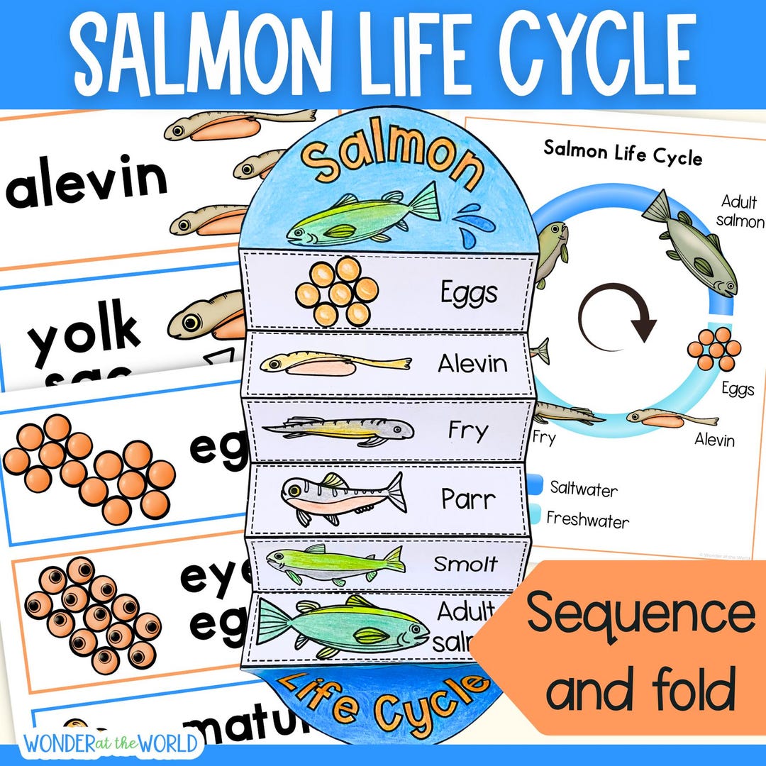 Life Cycle of a Salmon Fish Sequence and Fold Science Activity ...