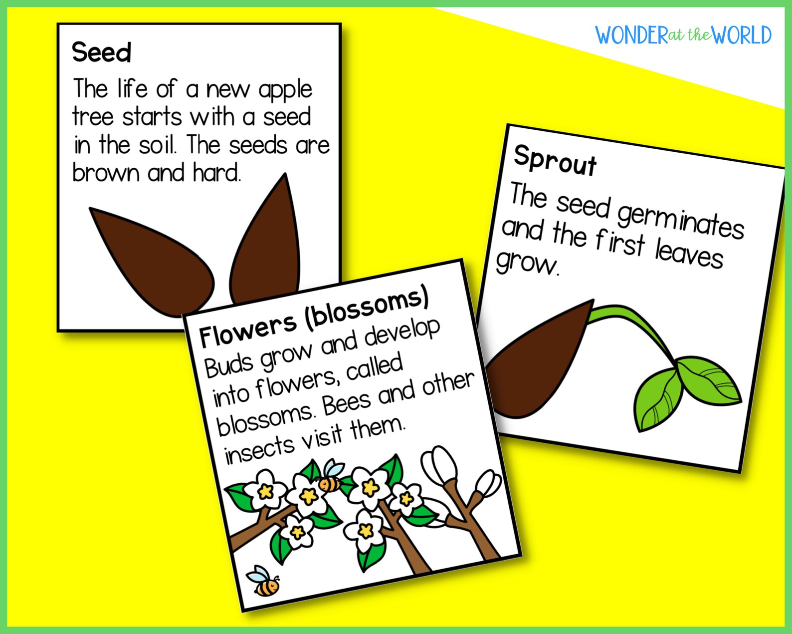 Life Cycle of an Apple Tree Foldable Activity for Kids - Etsy