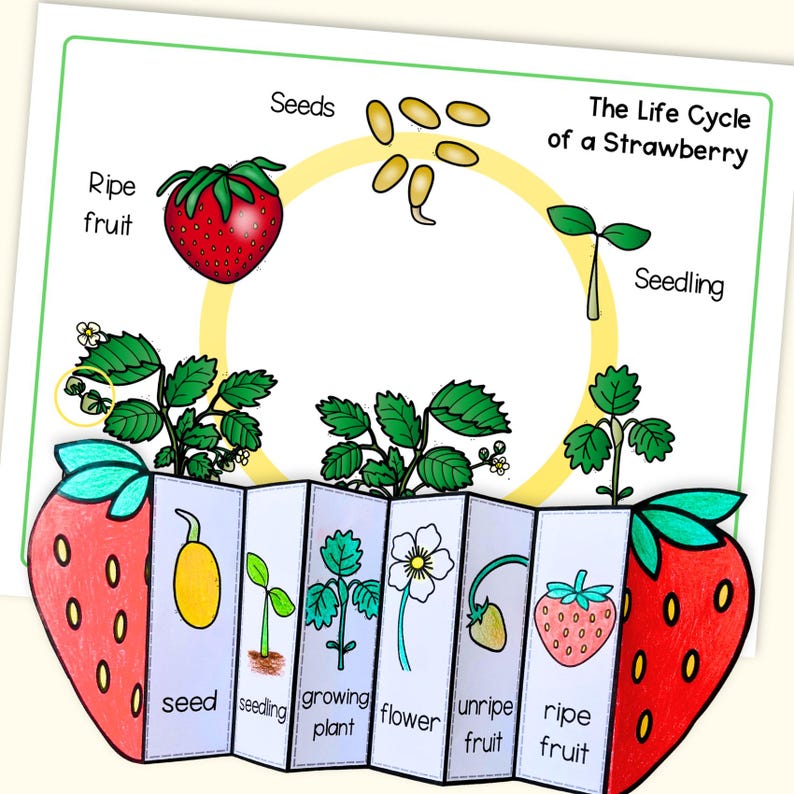 Life Cycle of a Strawberry Plant Printable Learning Activity Sequence ...