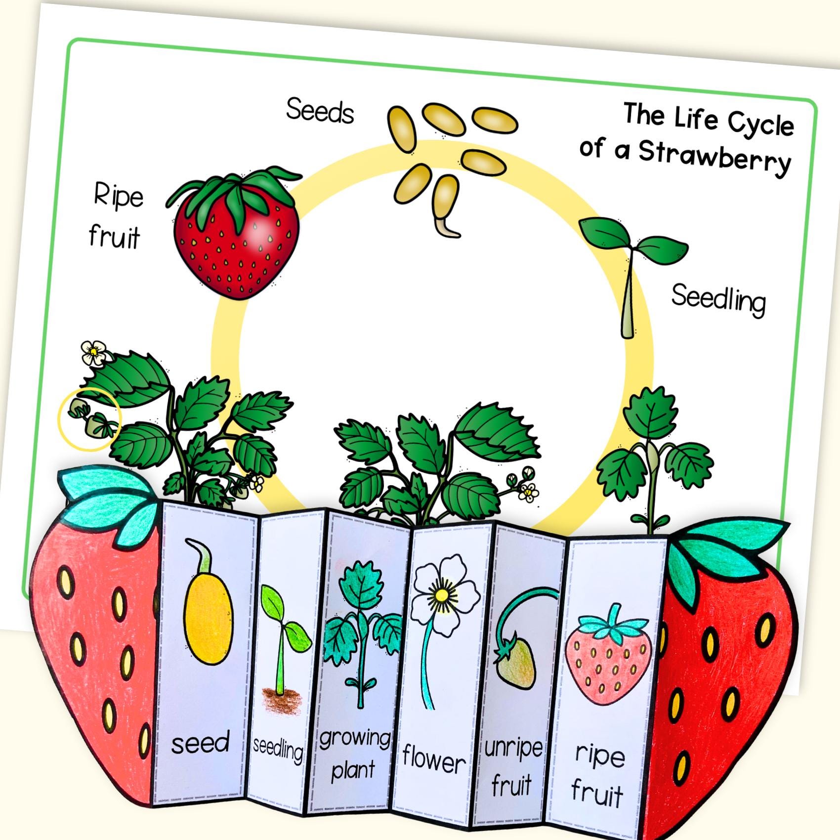 Life Cycle of a Strawberry Plant Printable Learning Activity Sequence ...