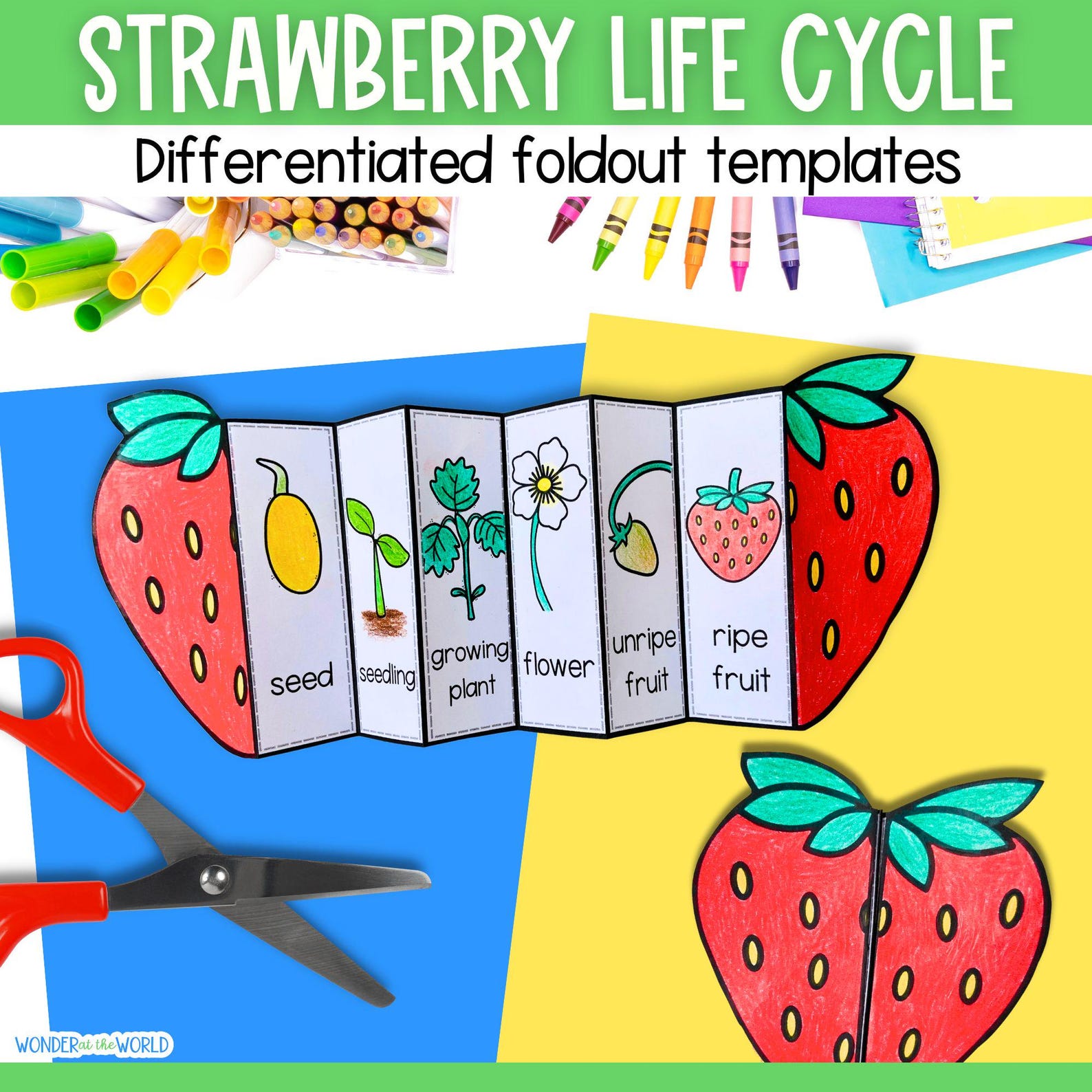 Life Cycle of a Strawberry Plant Printable Learning Activity | A4 and ...