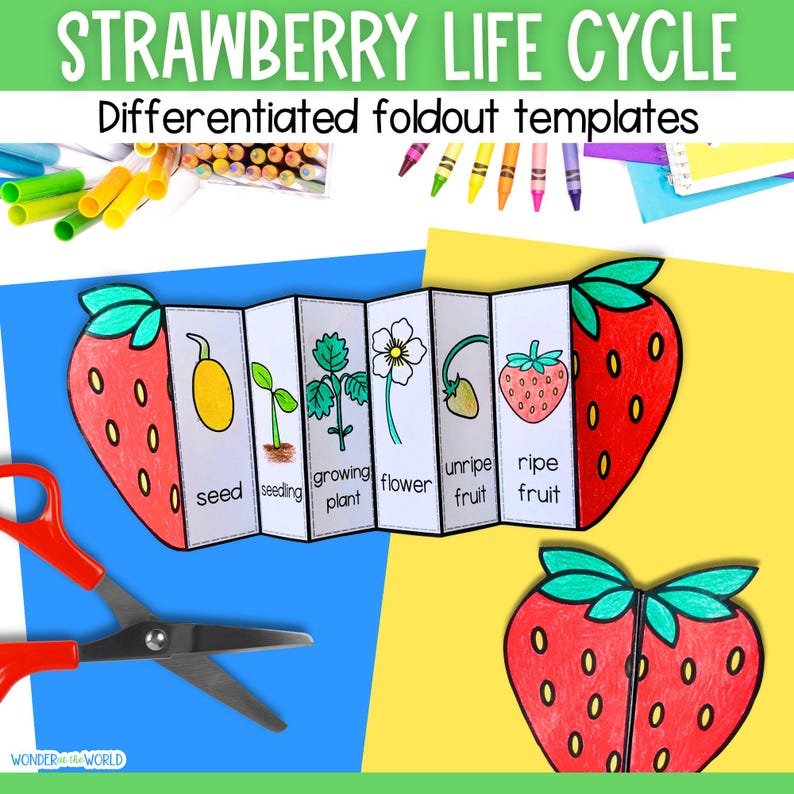 Life Cycle of a Strawberry Plant Printable Learning Activity | A4 and ...