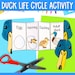 Life Cycle of a Mallard Duck Foldable Sequencing Activity for Kids US ...