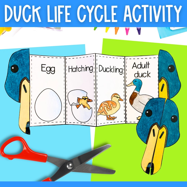 Life Cycle of a Mallard Duck Foldable Sequencing Activity for Kids | US ...