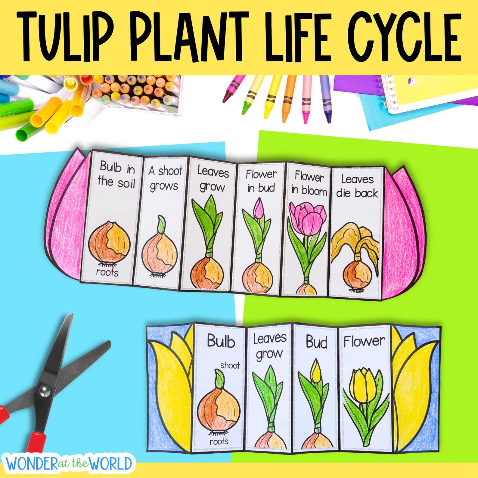 Life Cycle of a Tulip Plant Sequence and Fold Activity | Science Craft ...