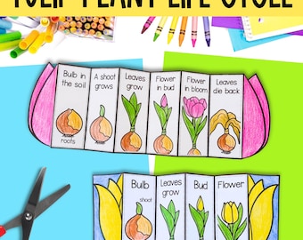 Life Cycle of a Rose Plant Fold and Sequence Craft Activity | Valentine ...
