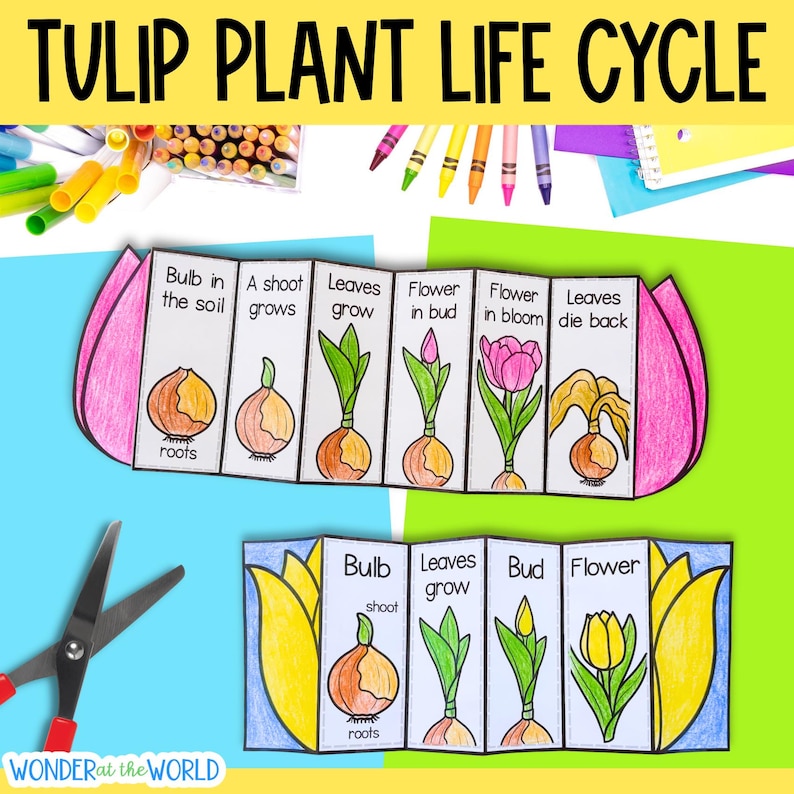 Life Cycle of a Tulip Plant Sequence and Fold Activity | Science Craft ...