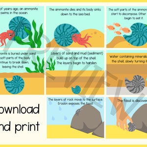 How a Fossil is Formed Printable Craft Activity and Sequencing Cards PDF for Earth Science Third ...