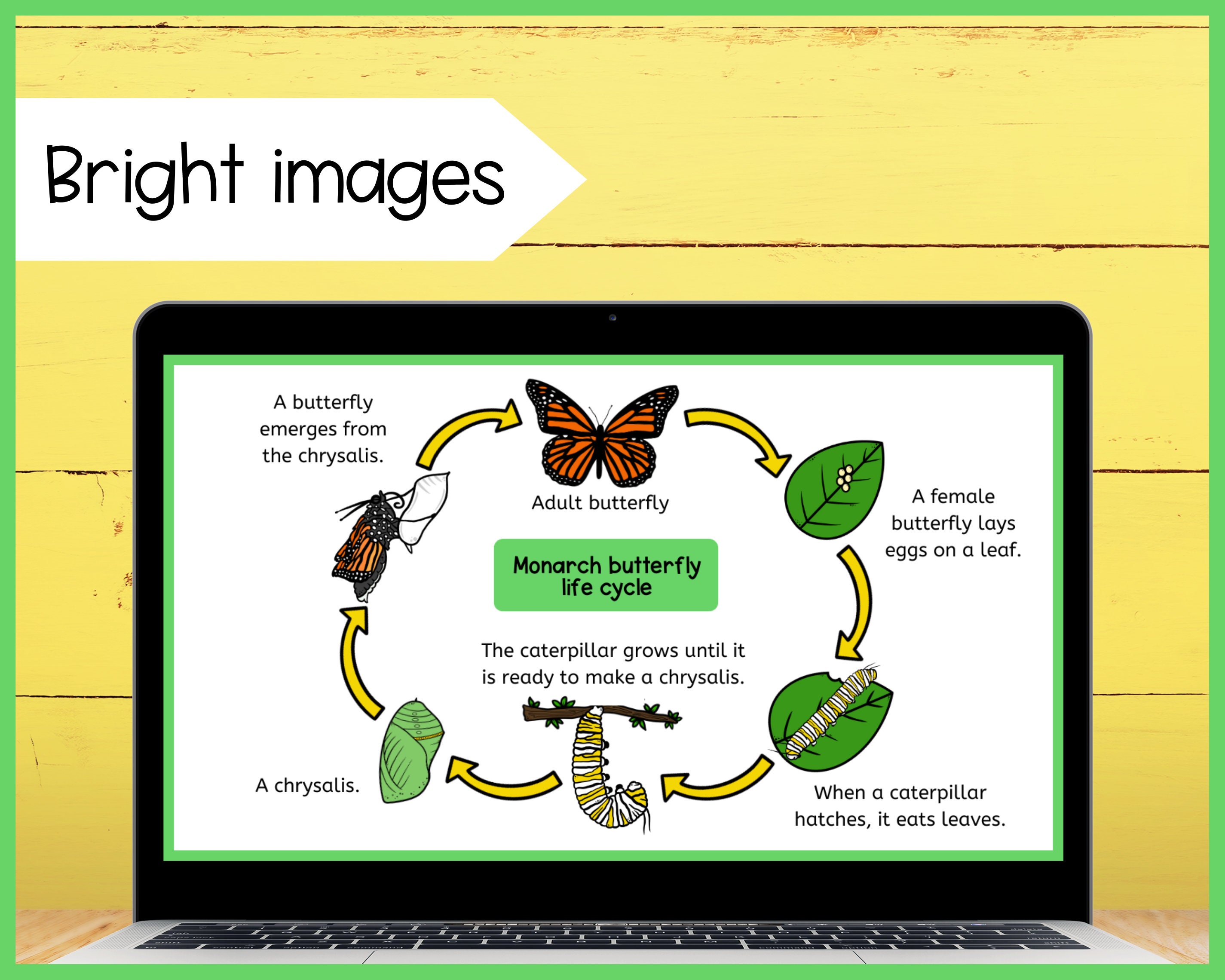 Insect Life Cycles Google Slides Presentation Lessons for Butterfly ...