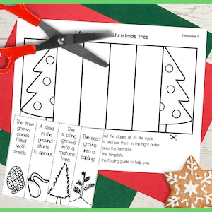 Life Cycle of a Christmas Tree Foldable Kids' Craft | A4 and 11x8.5 ...
