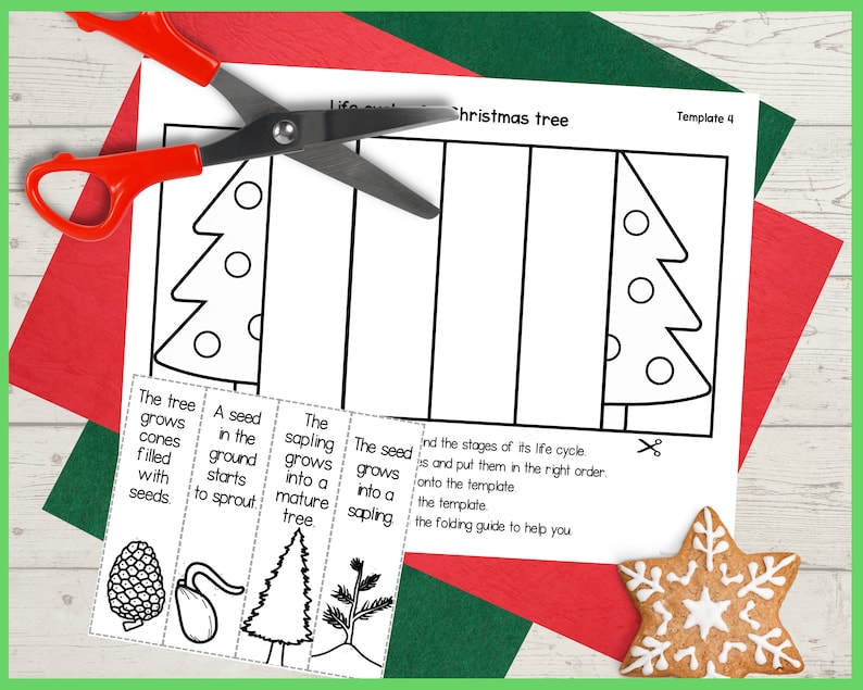Life Cycle of a Christmas Tree Foldable Kids' Craft | A4 and 11x8.5 ...