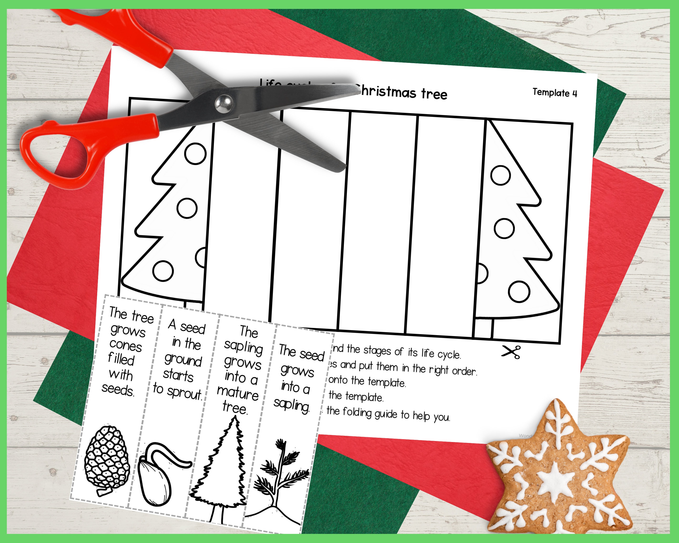 Life Cycle of a Christmas Tree Foldable Kids' Craft | A4 and 11x8.5 ...
