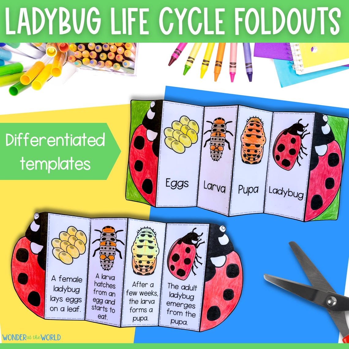 Life Cycle of a Ladybug Ladybird Sequence and Fold Kids' Science Craft ...