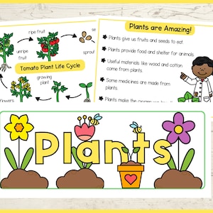 Plants Science Display for Classroom | Bulletin Board Display | Plant ...