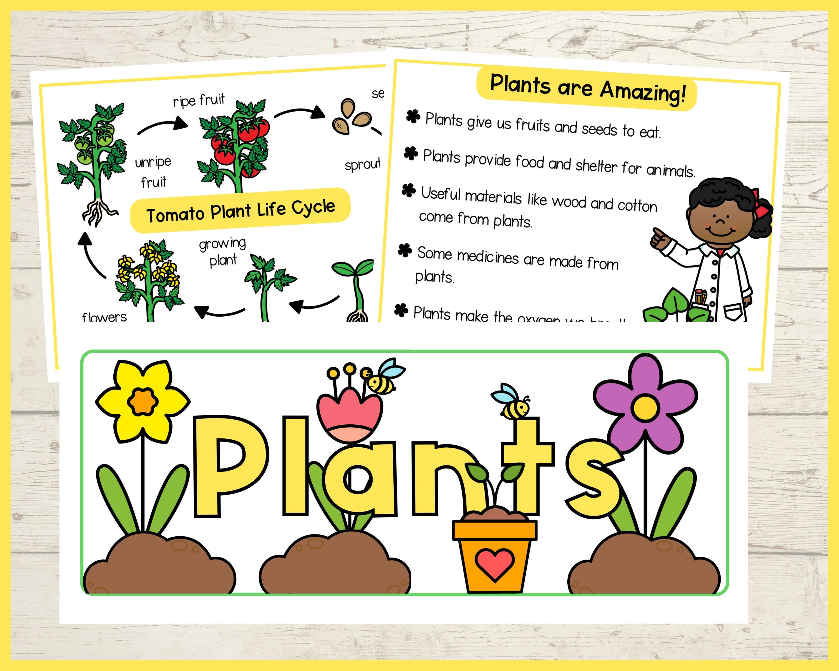 Plants Science Display for Classroom | Bulletin Board Display | Plant ...