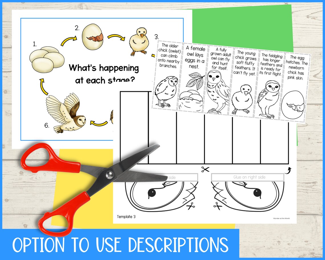 Life Cycle of an Owl Foldable Kids' Science Craft Printable PDF | A4 ...
