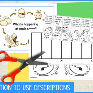 Ciclo de vida de un búho artesanía científica para niños plegable ...
