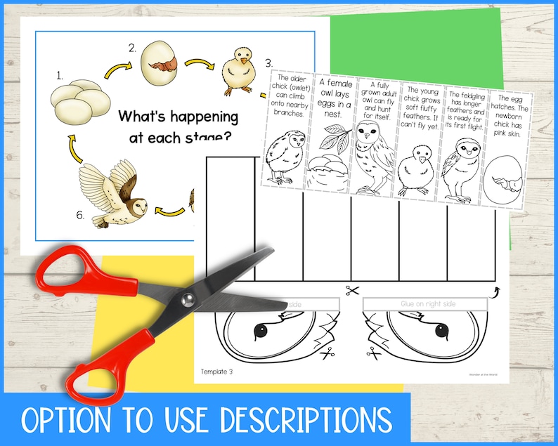 Life Cycle of an Owl Foldable Kids' Science Craft Printable PDF A4 and ...