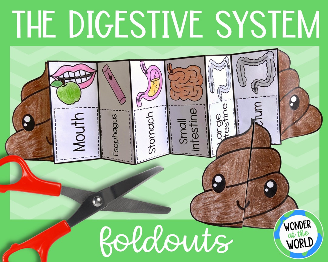 The Digestive System Foldable Kids' Activity A4 and - Etsy