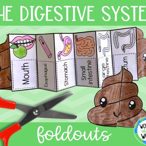 The Digestive System Foldable Kids' Activity A4 and - Etsy