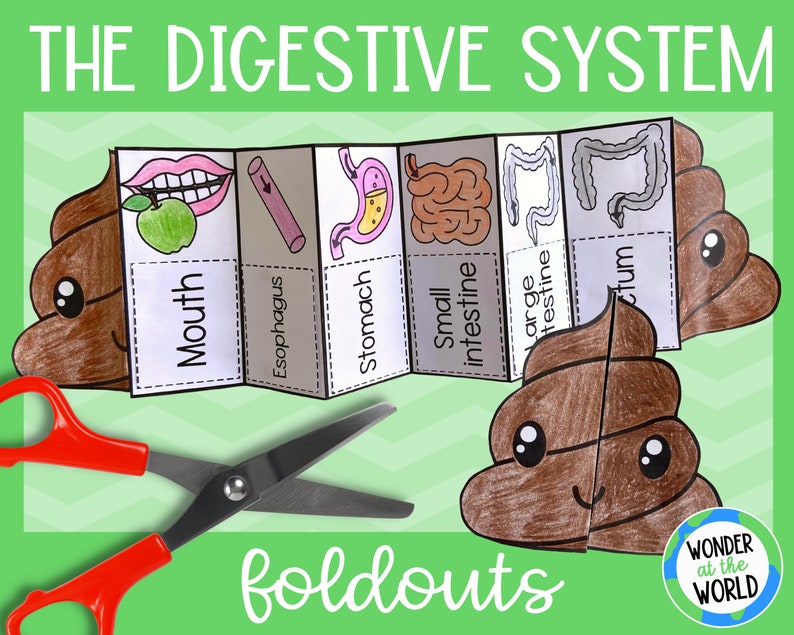 The Digestive System Foldable Kids' Activity A4 and - Etsy