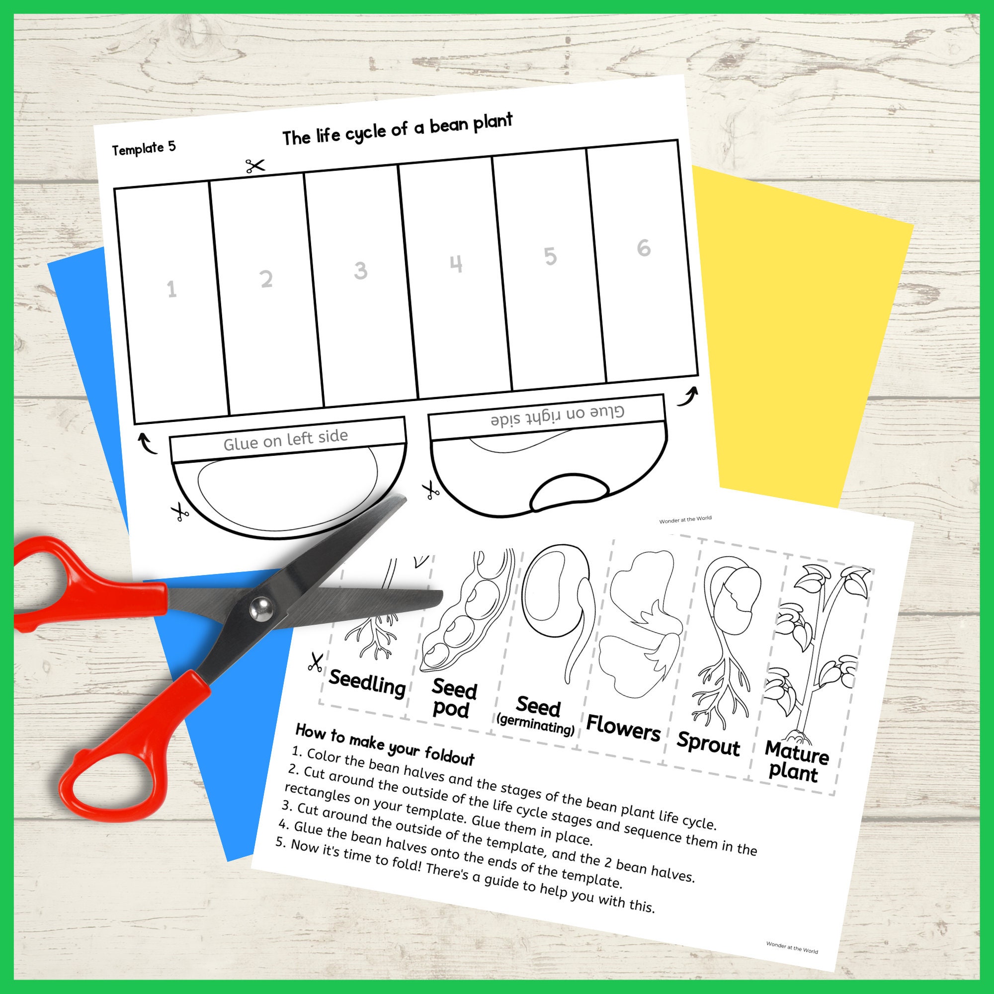 Life Cycles Foldable Science Cut and Paste Activities Butterfly Bean ...