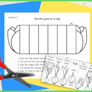 Life Cycle of a Tulip Plant Foldable Sequencing Activity | Science ...