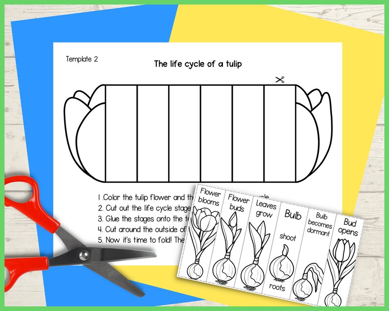 Life Cycle of a Tulip Plant Foldable Sequencing Activity Science Craft ...