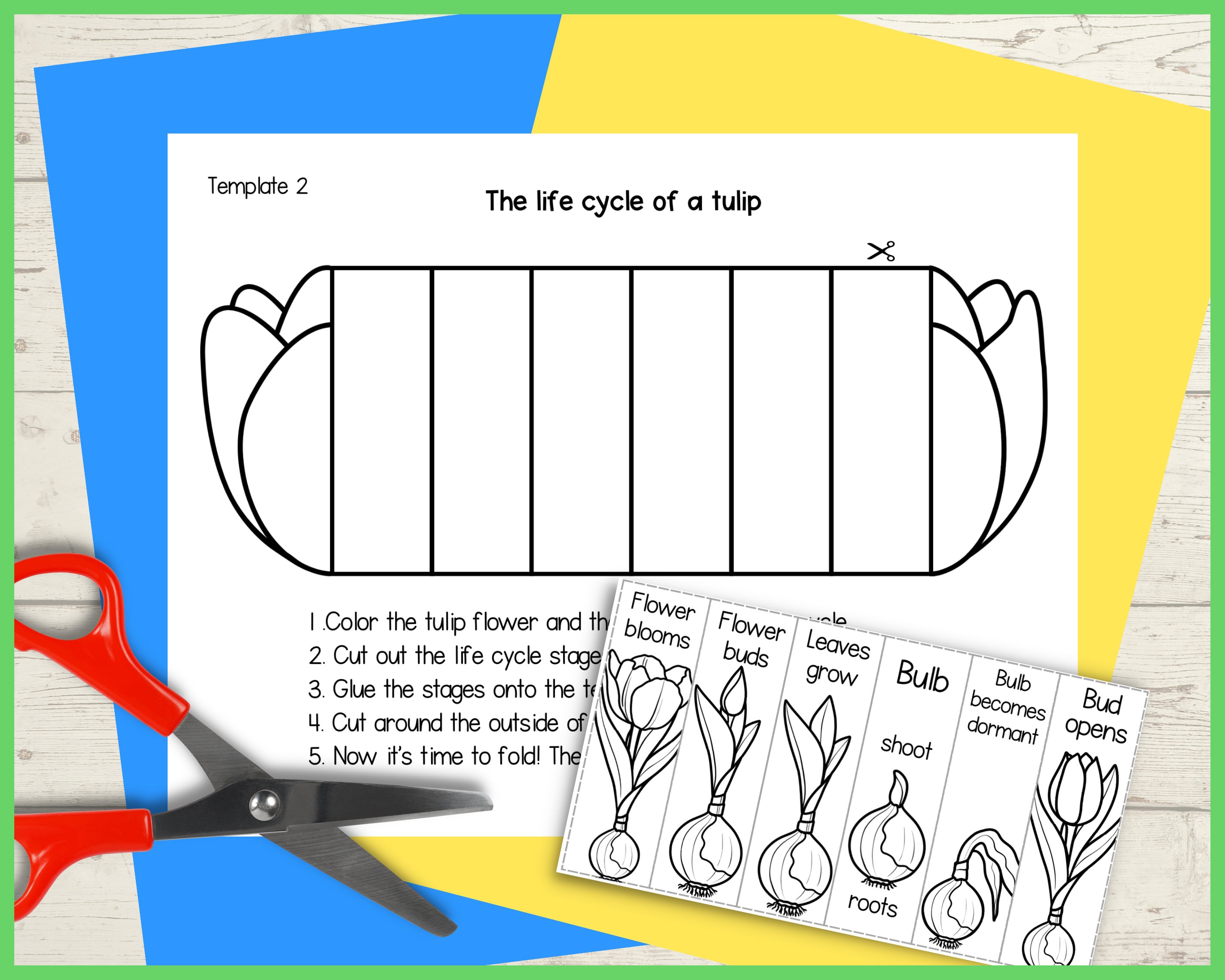 Life Cycle of a Tulip Plant Foldable Sequencing Activity Science Craft ...