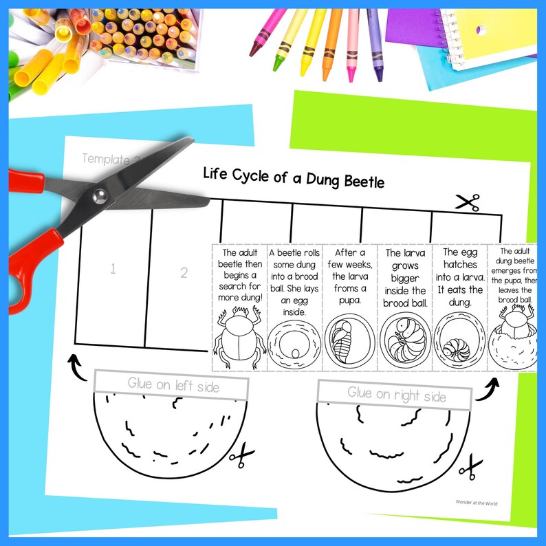 Life Cycle of a Dung Beetle Foldable Sequencing Activity Craft for Kids ...