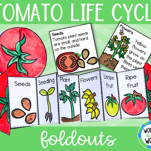 Life Cycle of a Watermelon Plant Foldable Kids' Craft A4 - Etsy
