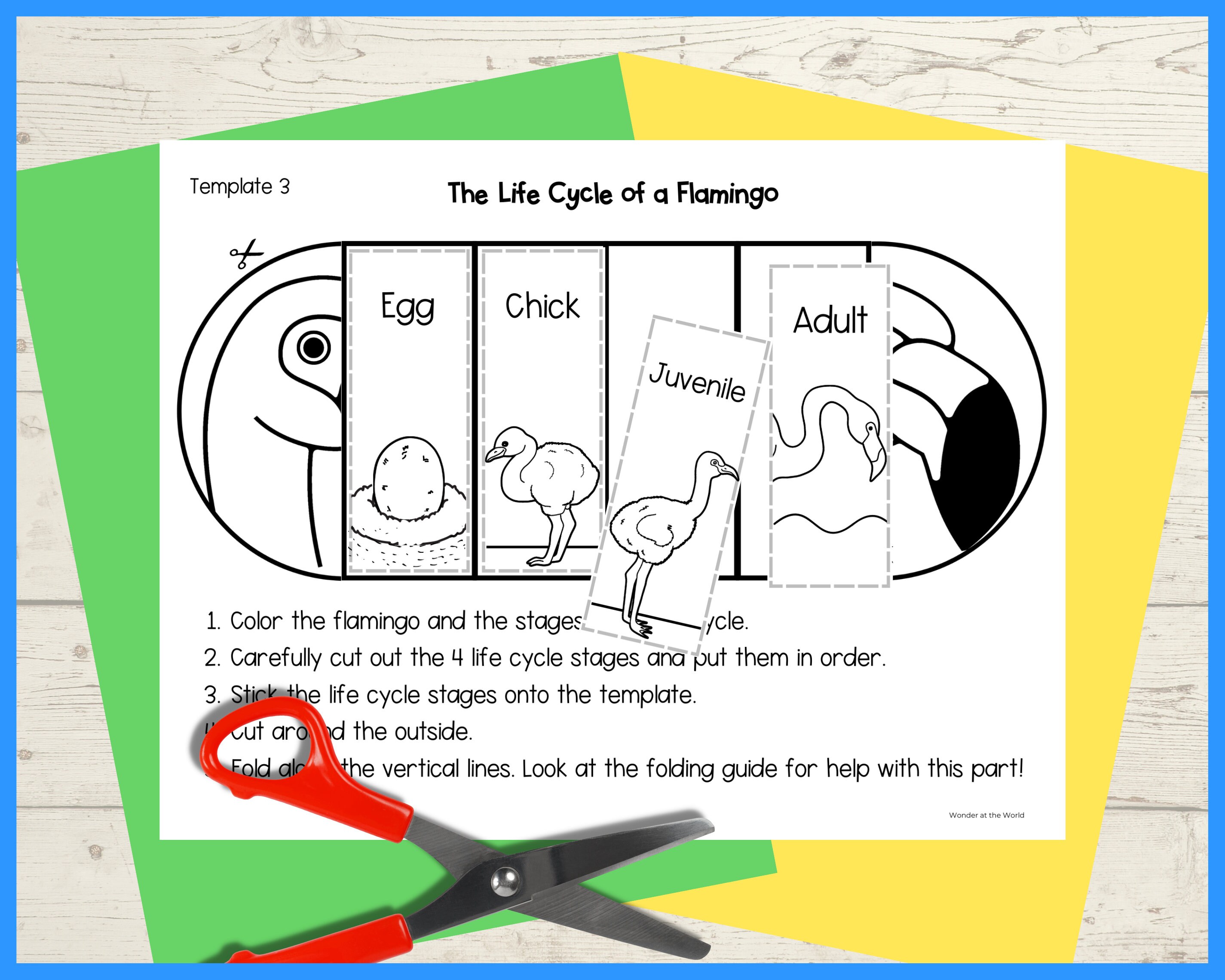 Life Cycle of a Flamingo Foldable Kids' Science Craft Sequencing ...
