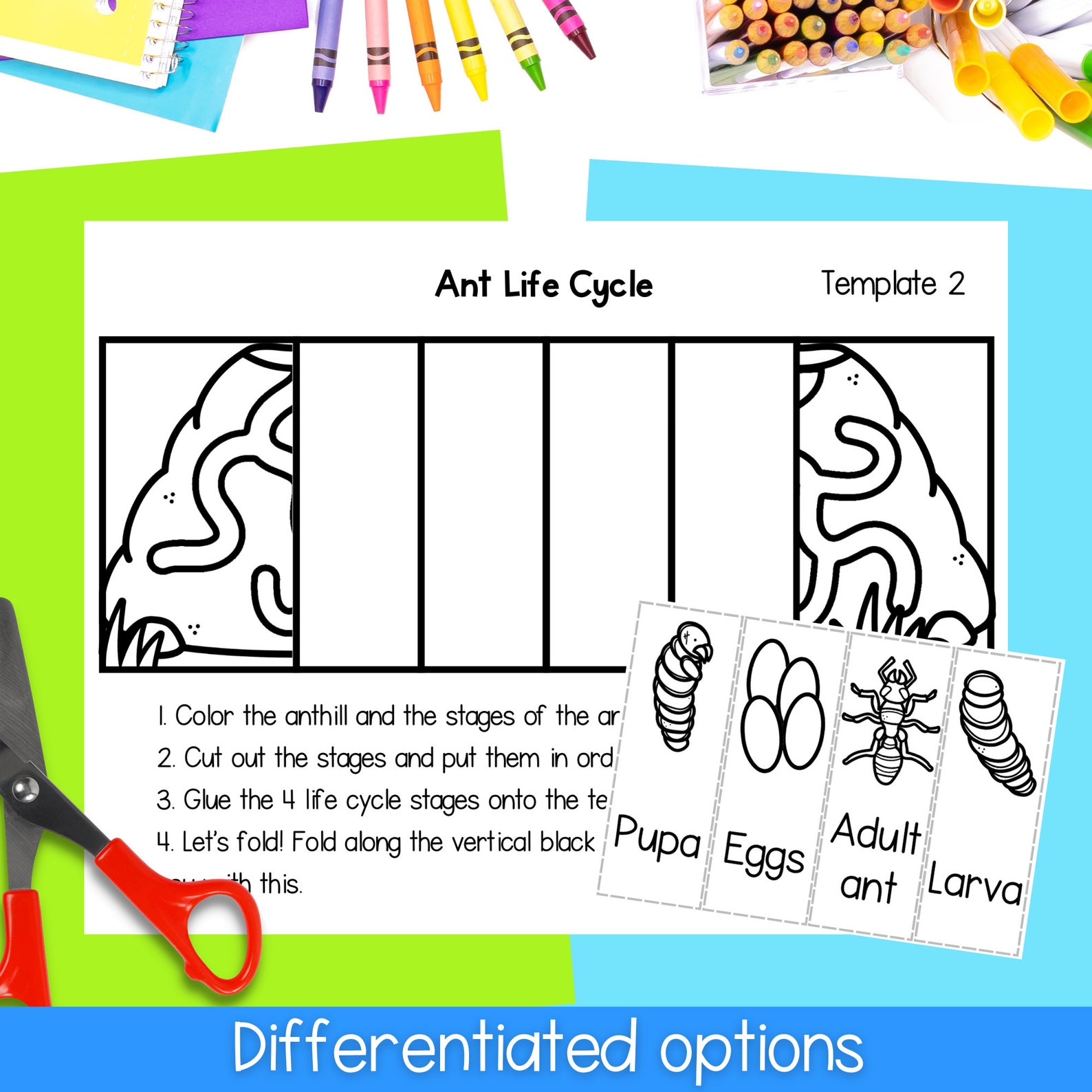 Life Cycle of an Ant Foldable Cut and Paste Science Activity and ...