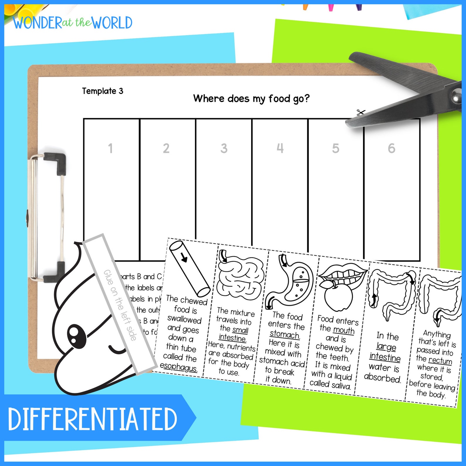 The Digestive System Foldable Kids' Activity | A4 and 11x8.5 Inch ...