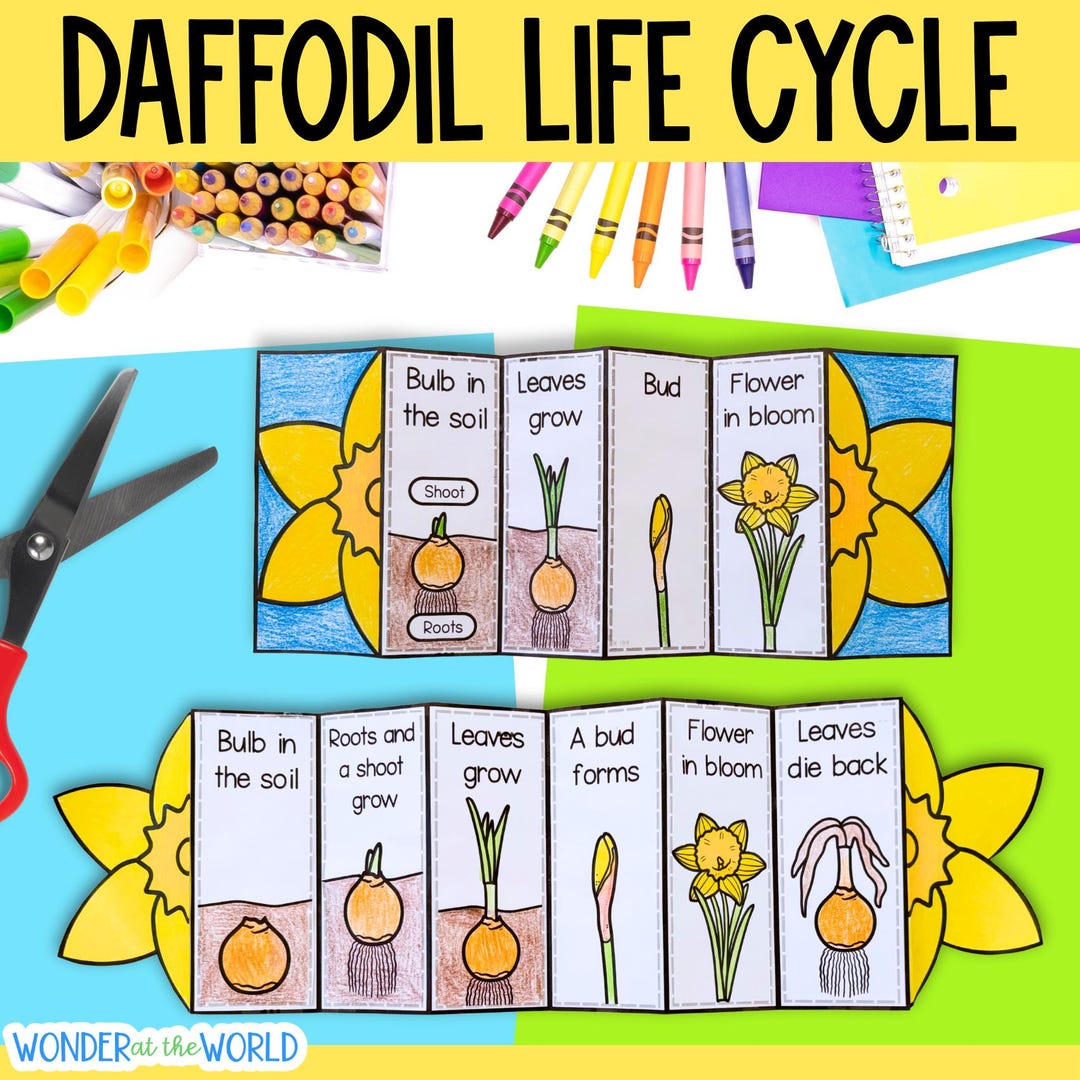 Life Cycle of a Daffodil Flower Sequence and Fold Kids' Science Craft ...