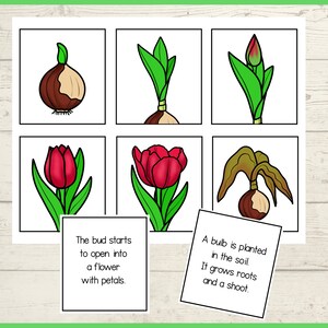 Life Cycle of a Tulip Plant Foldable Sequencing Activity | Science ...
