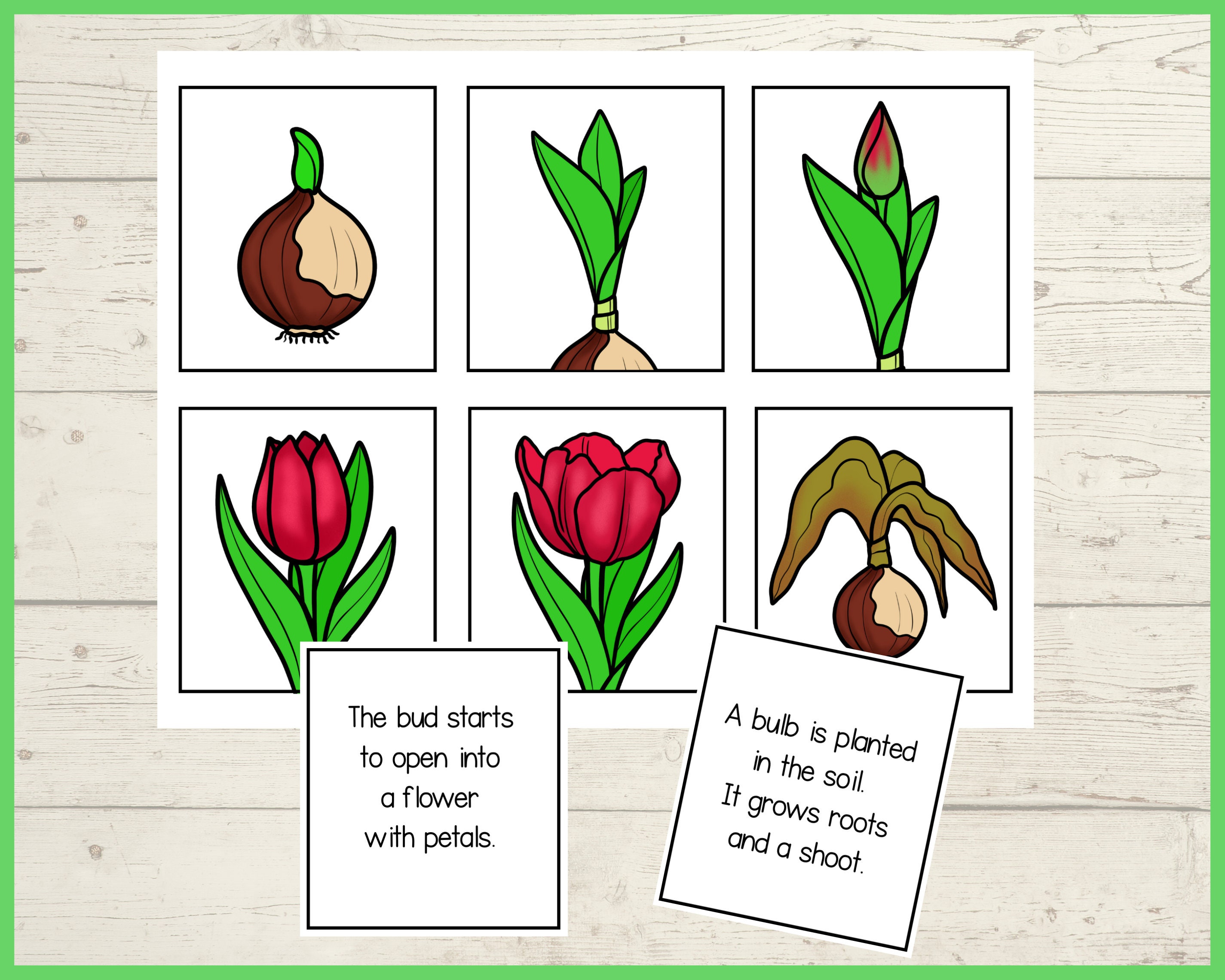 Life Cycle of a Tulip Plant Foldable Sequencing Activity Science Craft ...