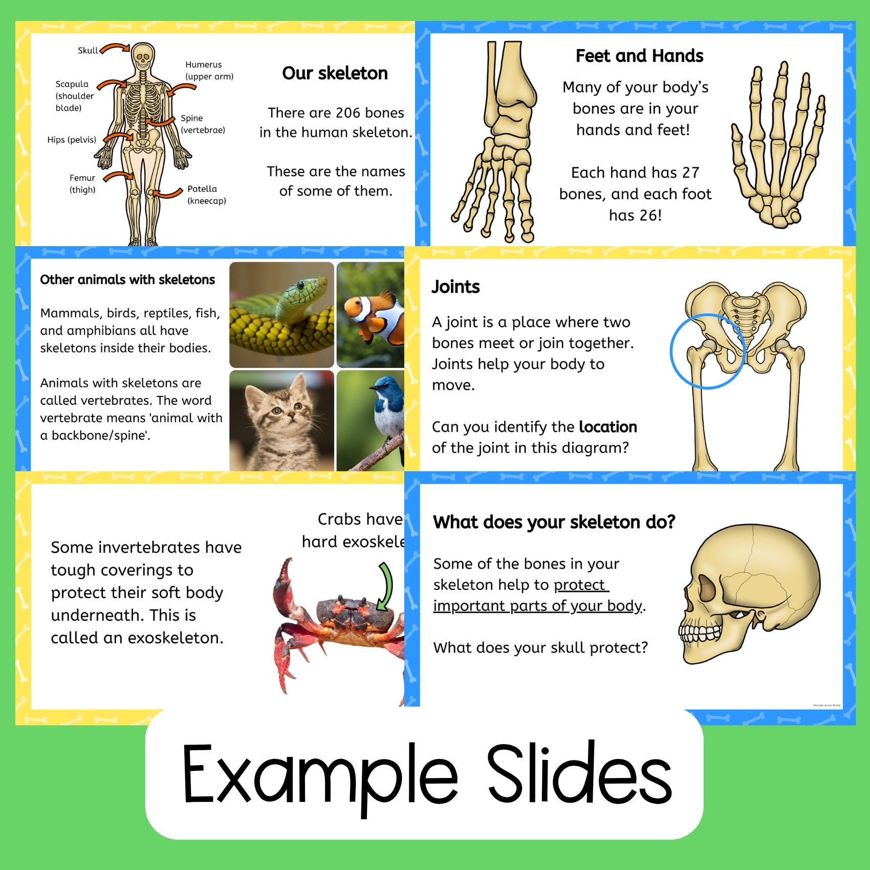 Human Skeleton and Bones Skeletal System Lesson With Slides Printables ...