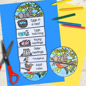 American Robin Bird Life Cycle Foldable Sequencing Activity Spring Cut ...
