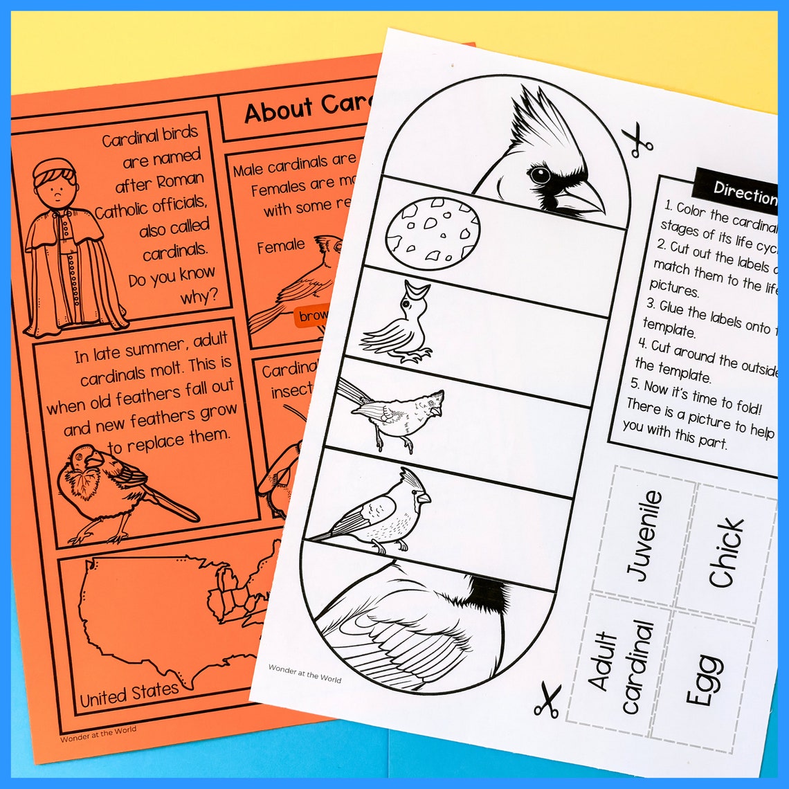 Life Cycle of a Northern Cardinal Bird Foldable Sequencing Activity for ...