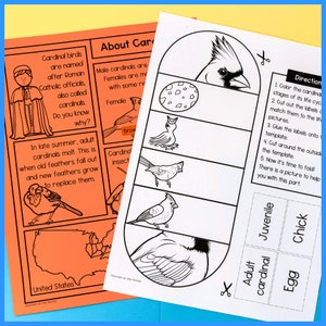 Life Cycle of a Northern Cardinal Bird Foldable Sequencing Activity for ...