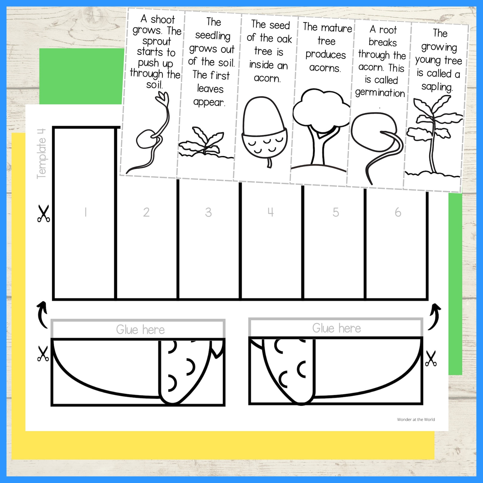 Fall Autumn Plant Life Cycles Foldable Science Activities - Etsy UK