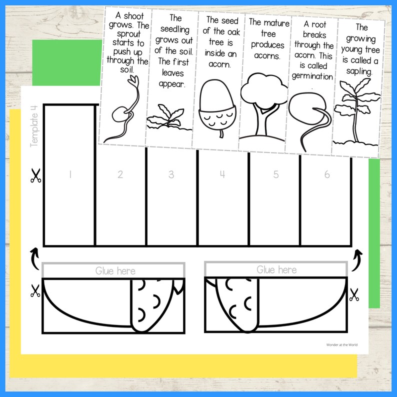 Fall Autumn Plant Life Cycles Foldable Science Activities Apple Pumpkin ...