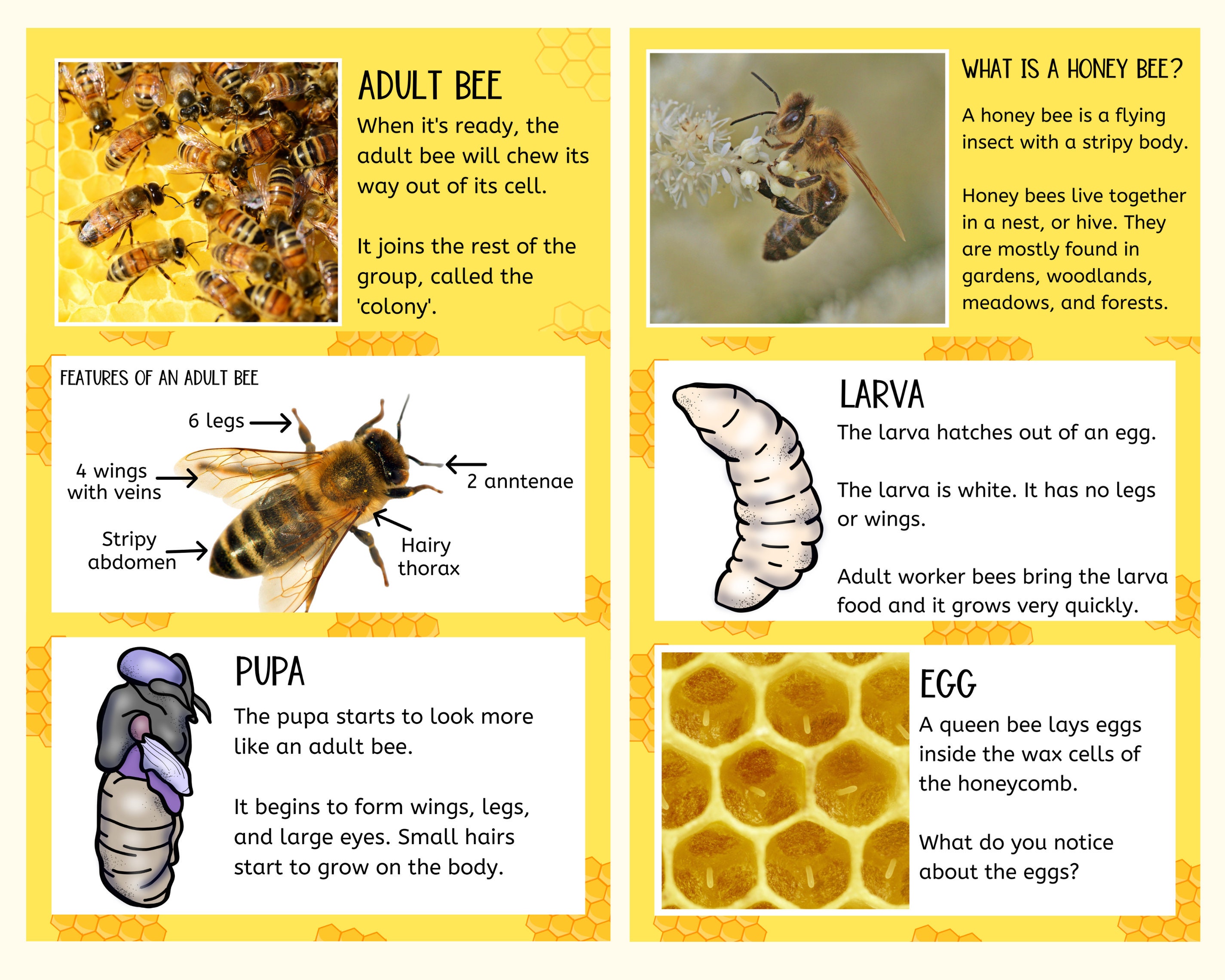 Insect Life Cycles Google Slides Presentation Lessons for Butterfly ...