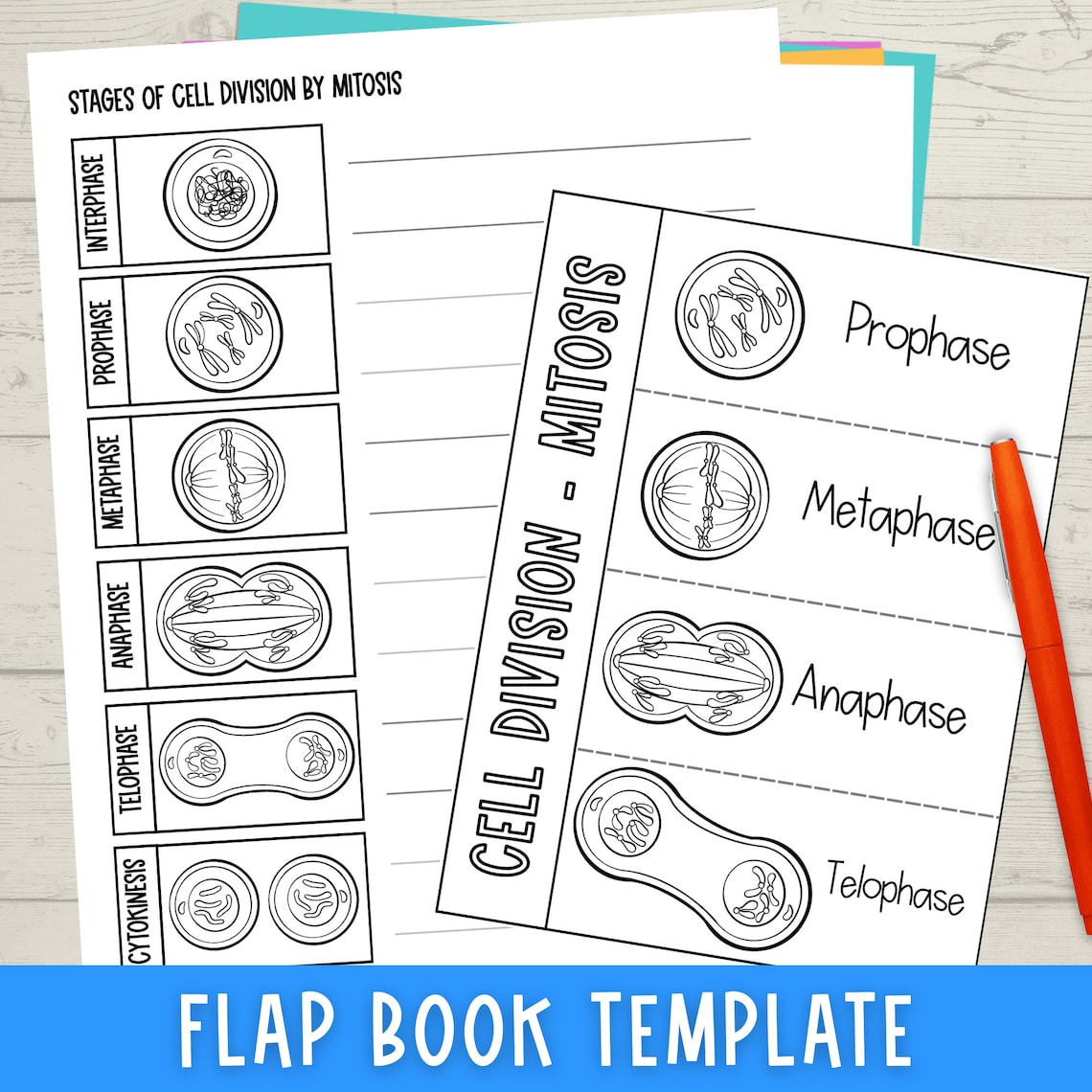 Mitosis Cell Division Foldable Cut and Paste Science Activity and ...