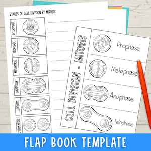 Mitosis Cell Division Foldable Cut and Paste Science Activity and ...