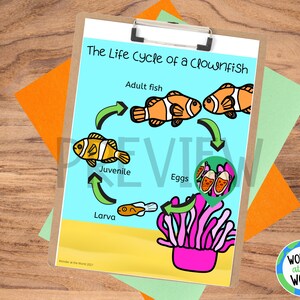 Life Cycle of a Clownfish Foldable Kids' Craft A4 and - Etsy
