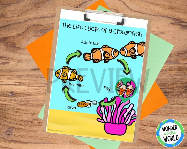 Life Cycle of a Clownfish Foldable Kids' Craft A4 and - Etsy
