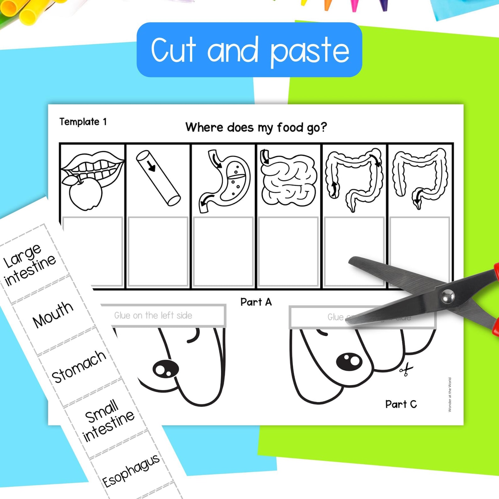 The Digestive System Foldable Kids' Activity | A4 and 11x8.5 Inch ...