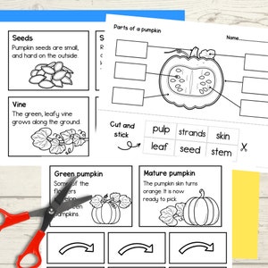 Life Cycle of a Pumpkin Foldable Activity for Kids | A4 and 11x8.5 Inch ...